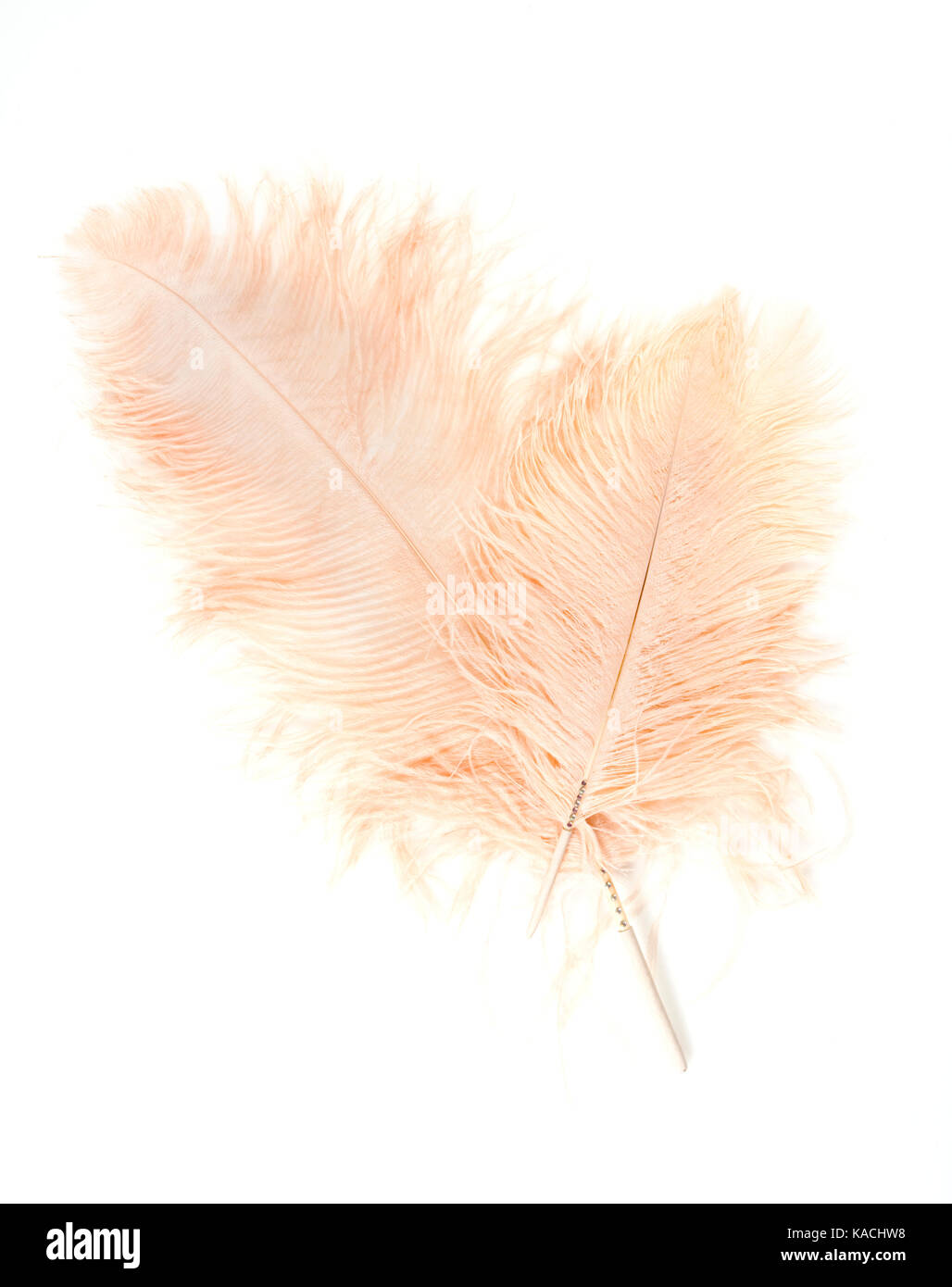 Feather Shot on White Background Stock Photo - Alamy