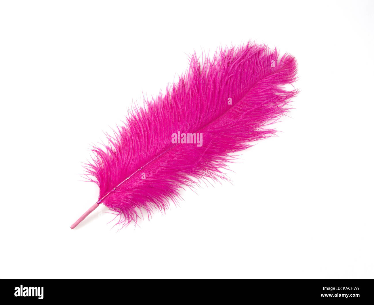 Feather Shot on White Background Stock Photo - Alamy