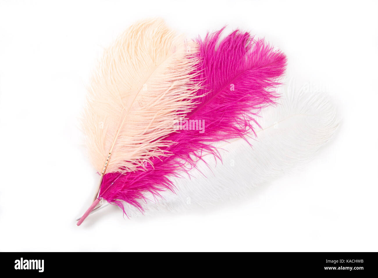 Colorful Artificial Feathers Shot on White Background Stock Photo - Alamy