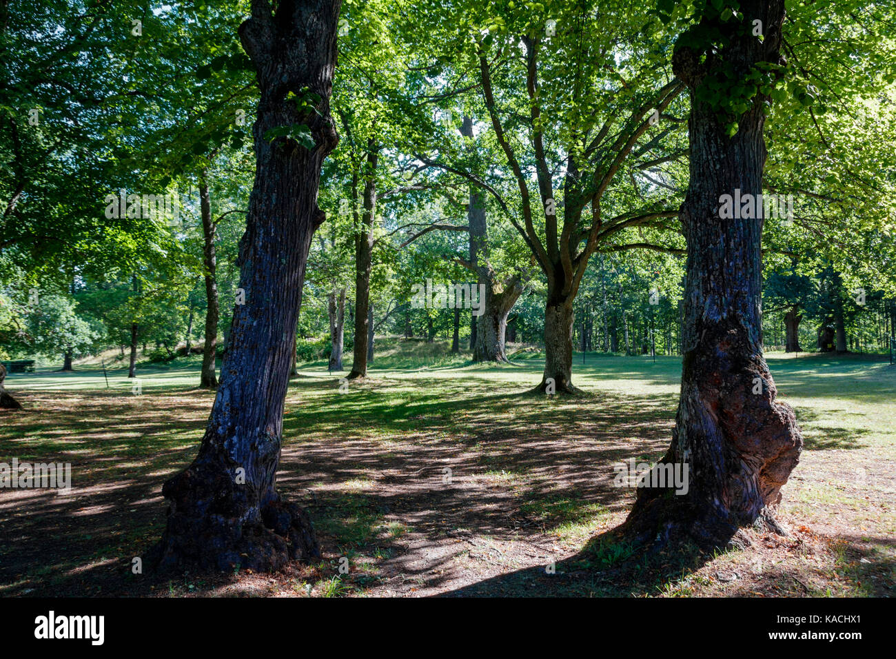 Lindentrees hi-res stock photography and images - Alamy
