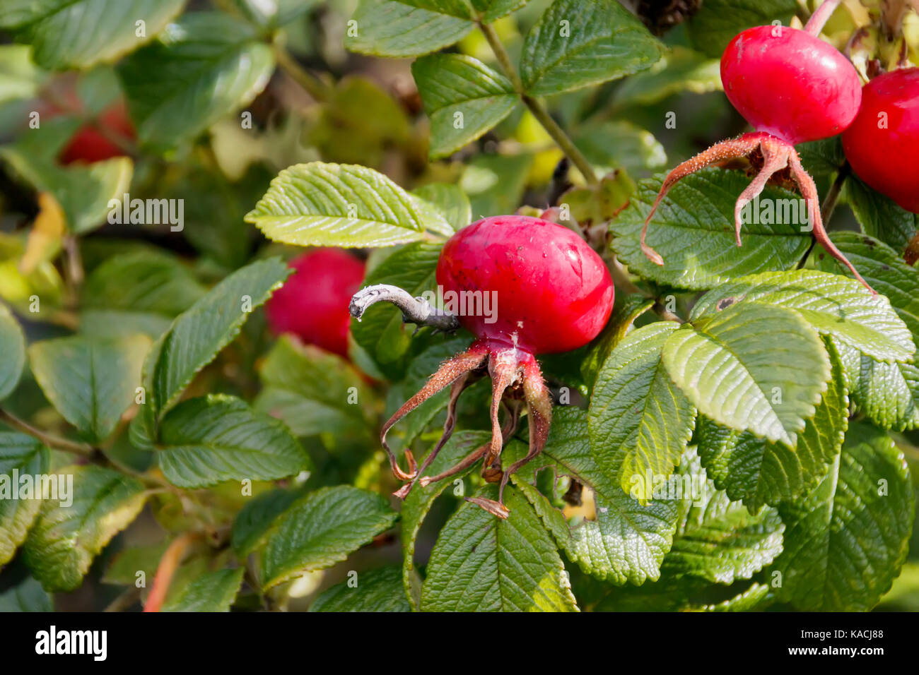 Red ripe wild rose hips on a background of green foliage Stock Photo ...