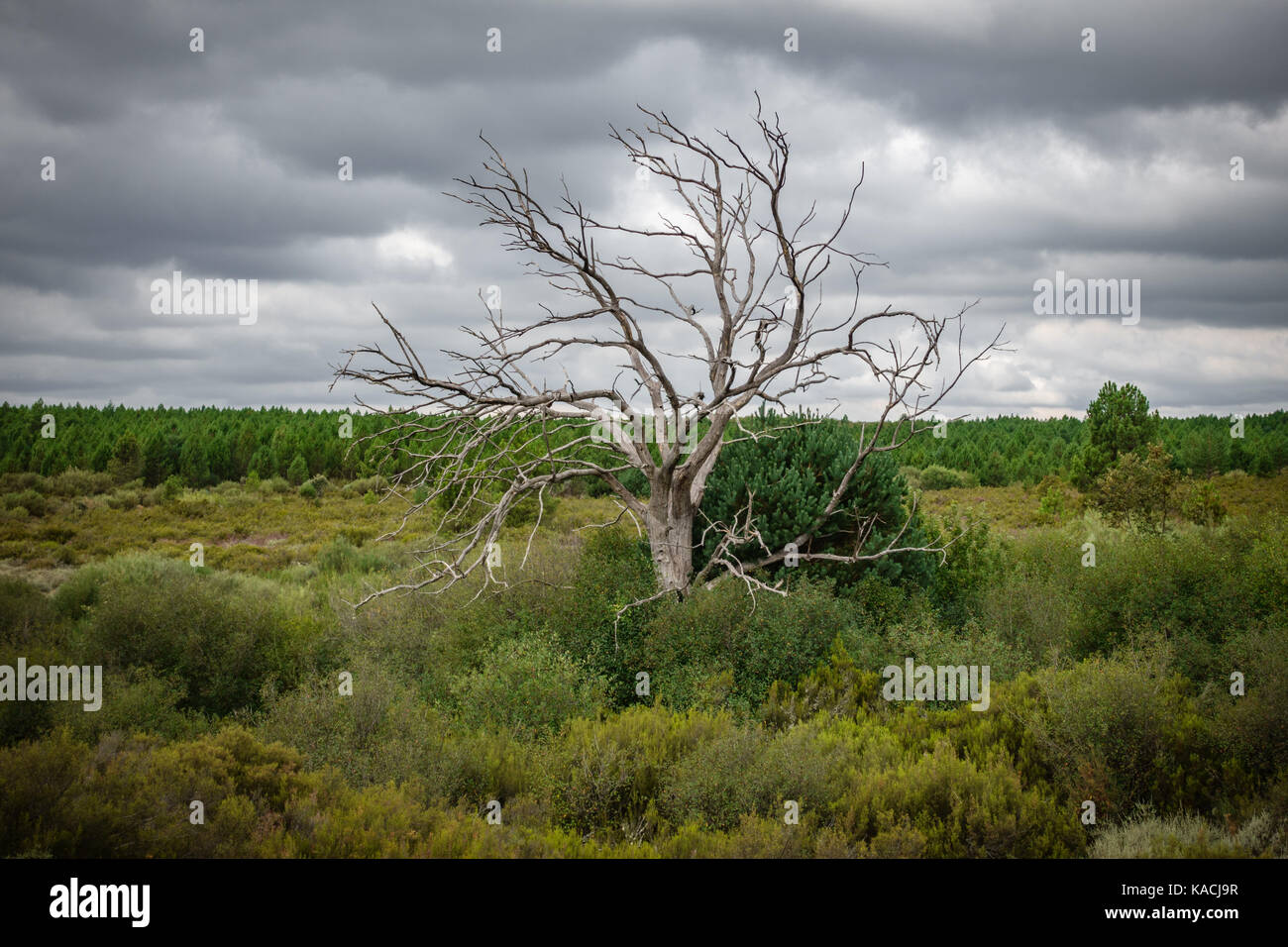 Dry chestnut tree in the wilderness Stock Photo - Alamy