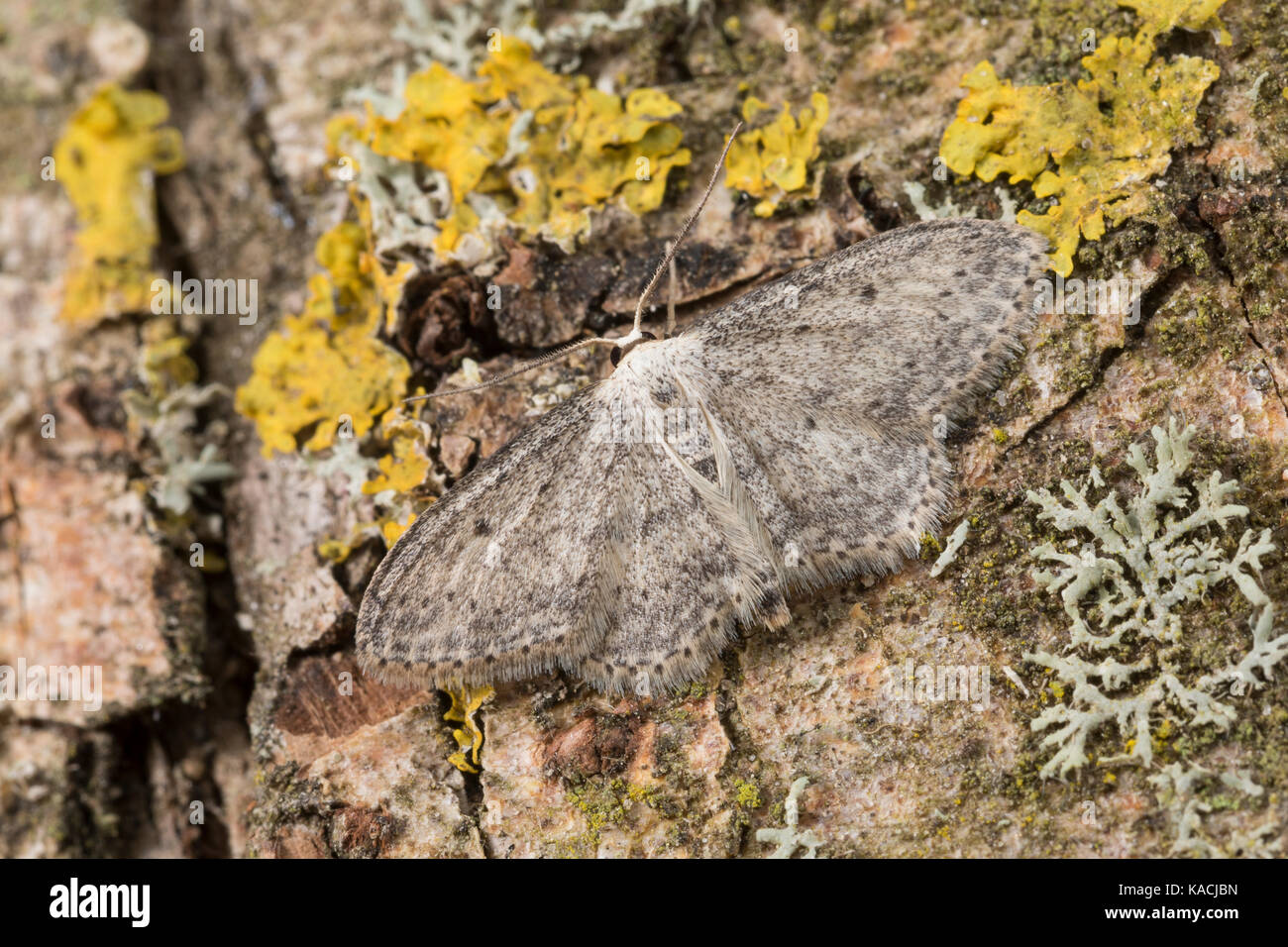 Grauer Zwergspanner, Graubestäubter Kleinspanner, Idaea seriata, small ...