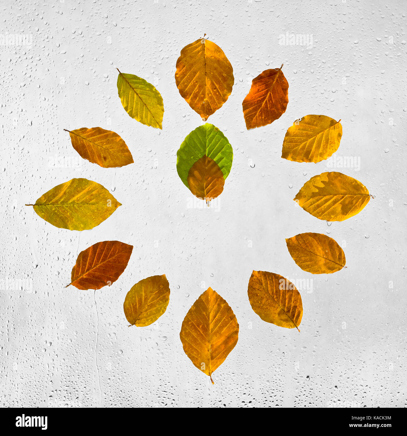 Clock stacked with colorful autumn beech leaves on the wet glass. Noon ...