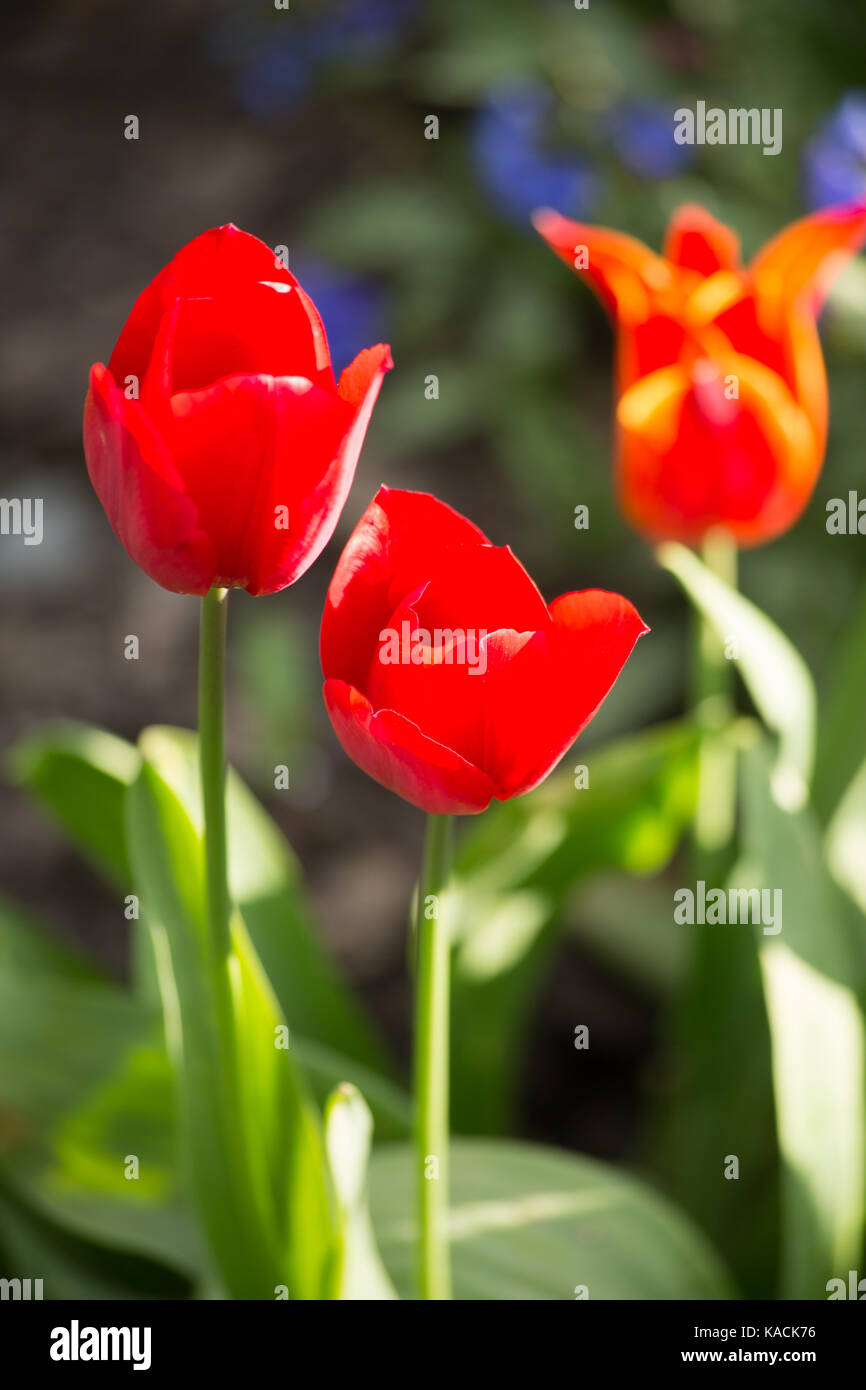 Christchurch hagley park spring hi-res stock photography and images - Alamy