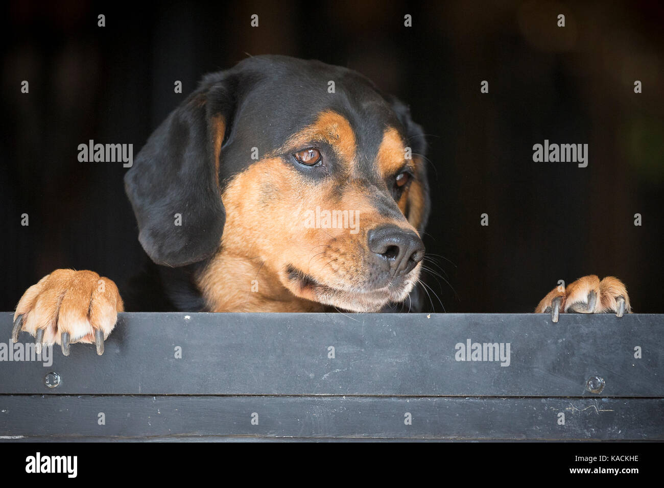Tyrolean Hound Puppy