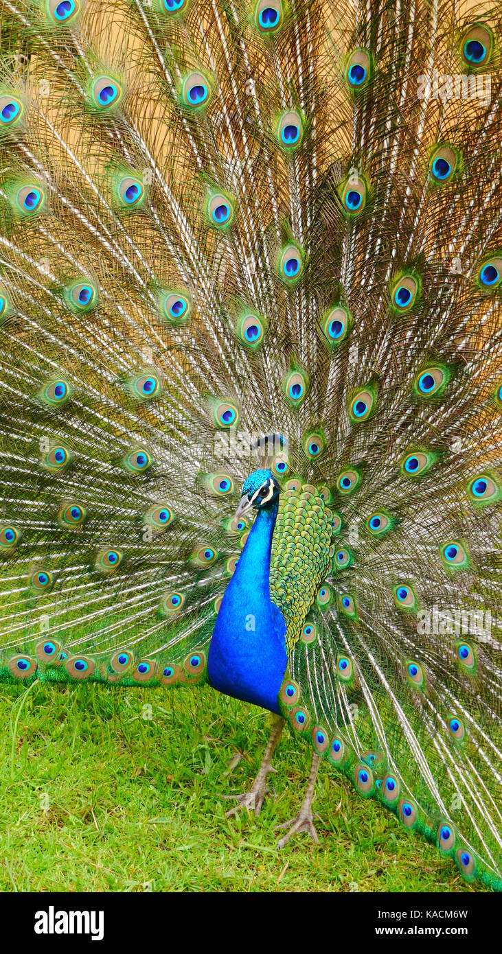 Pavo Real Azul