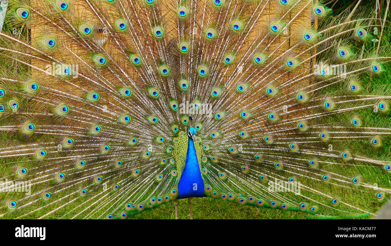 A male blue peafowl/ peacock (Pavo Cristatus) displaying his colorful ...