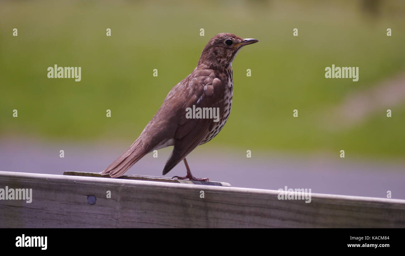 Thrush picture hi-res stock photography and images - Alamy