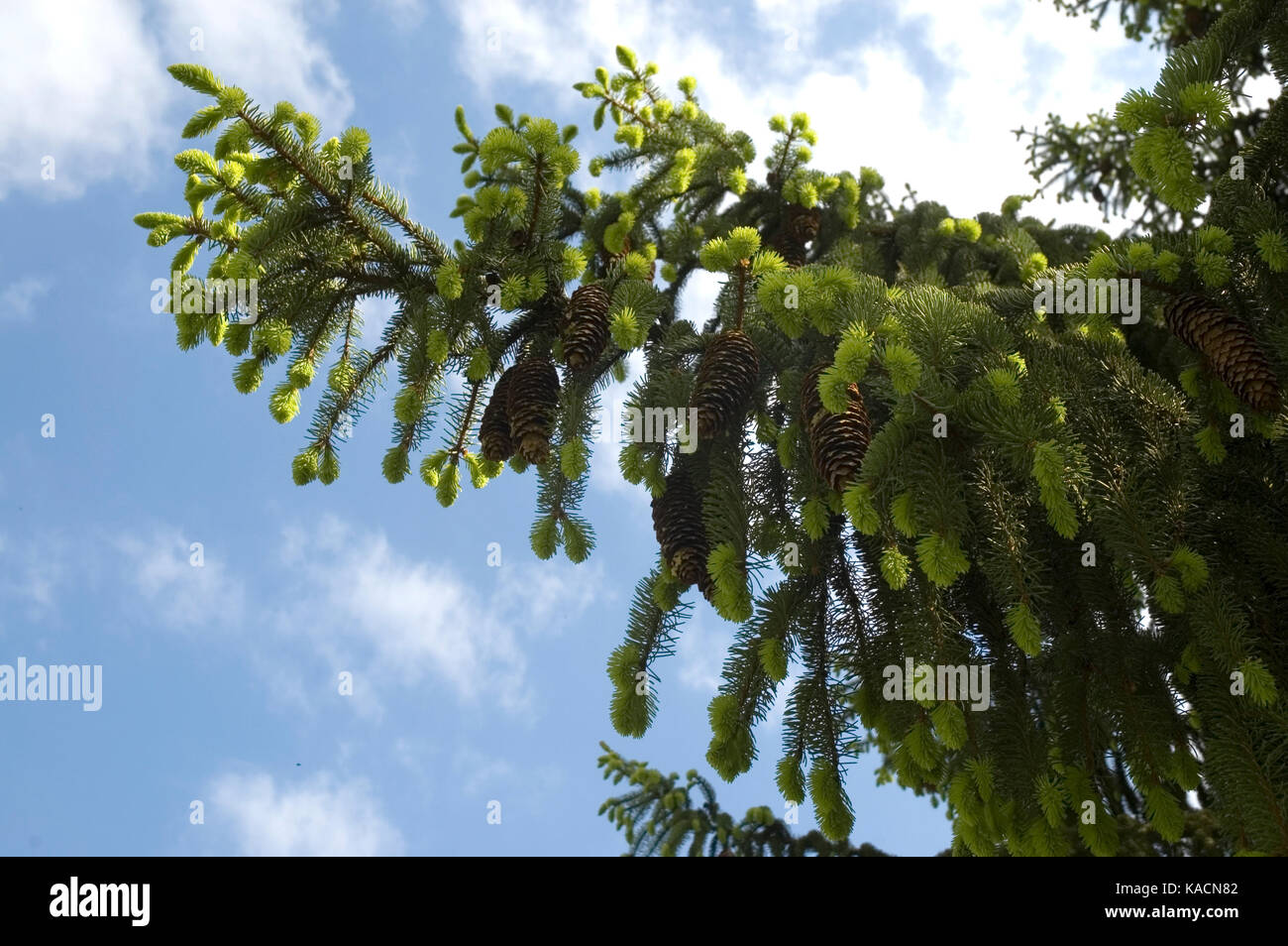 young shoots of a spruce in spring Stock Photo - Alamy