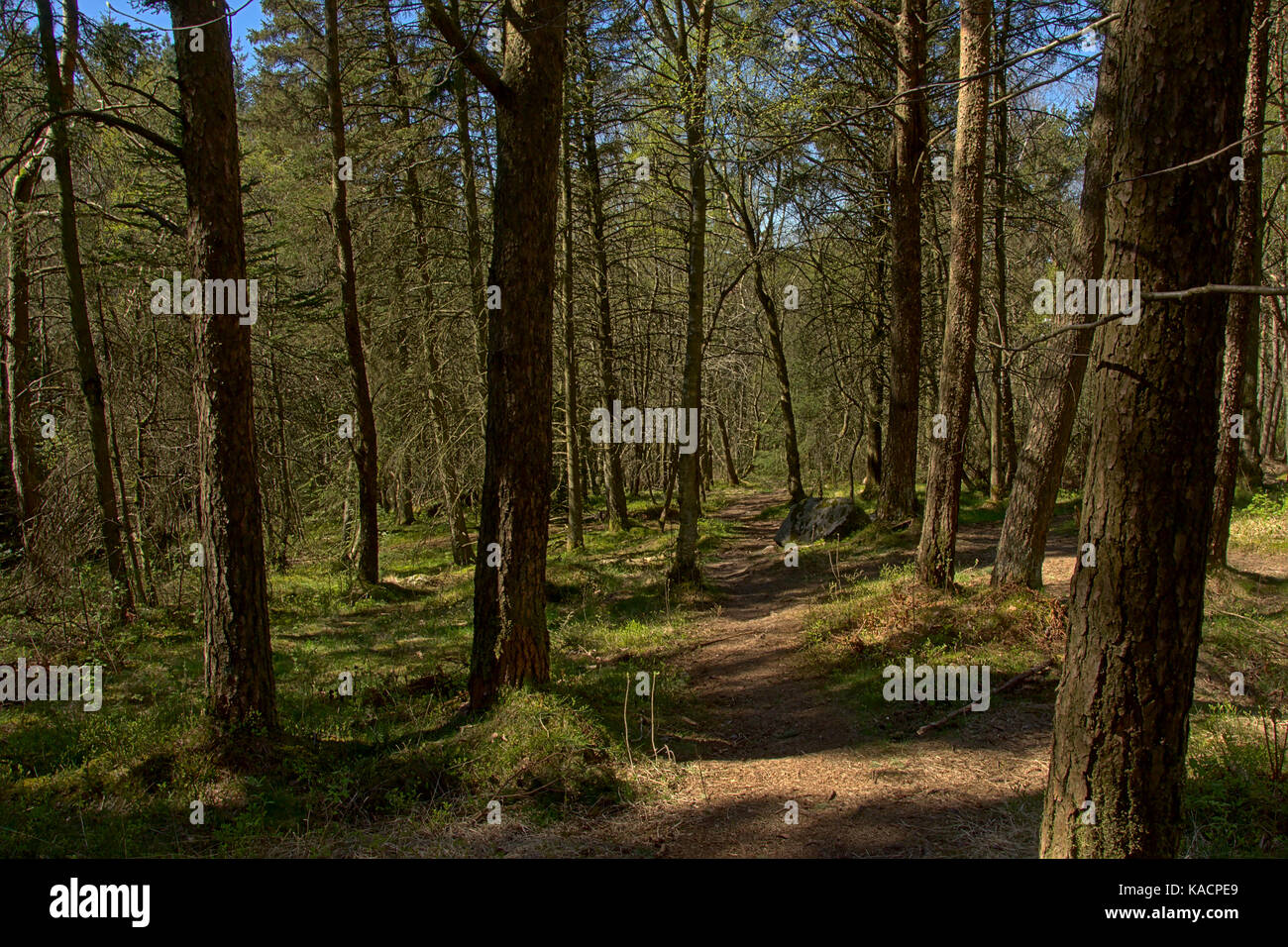 Sunny path in a Norwegian spruce forest Stock Photo - Alamy