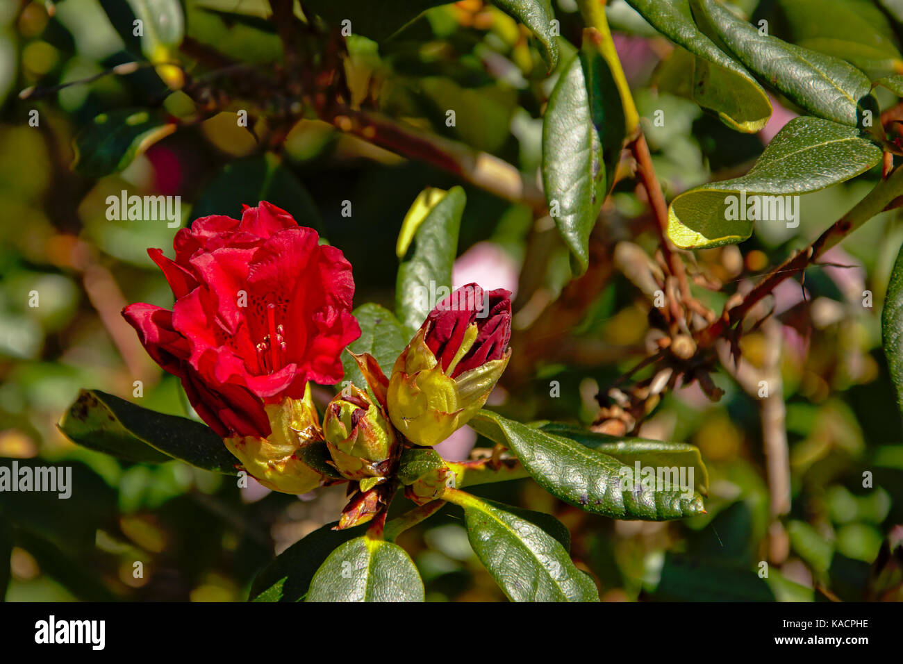 Deep Red alperose rhododendron flowers, selective focu Stock Photo - Alamy