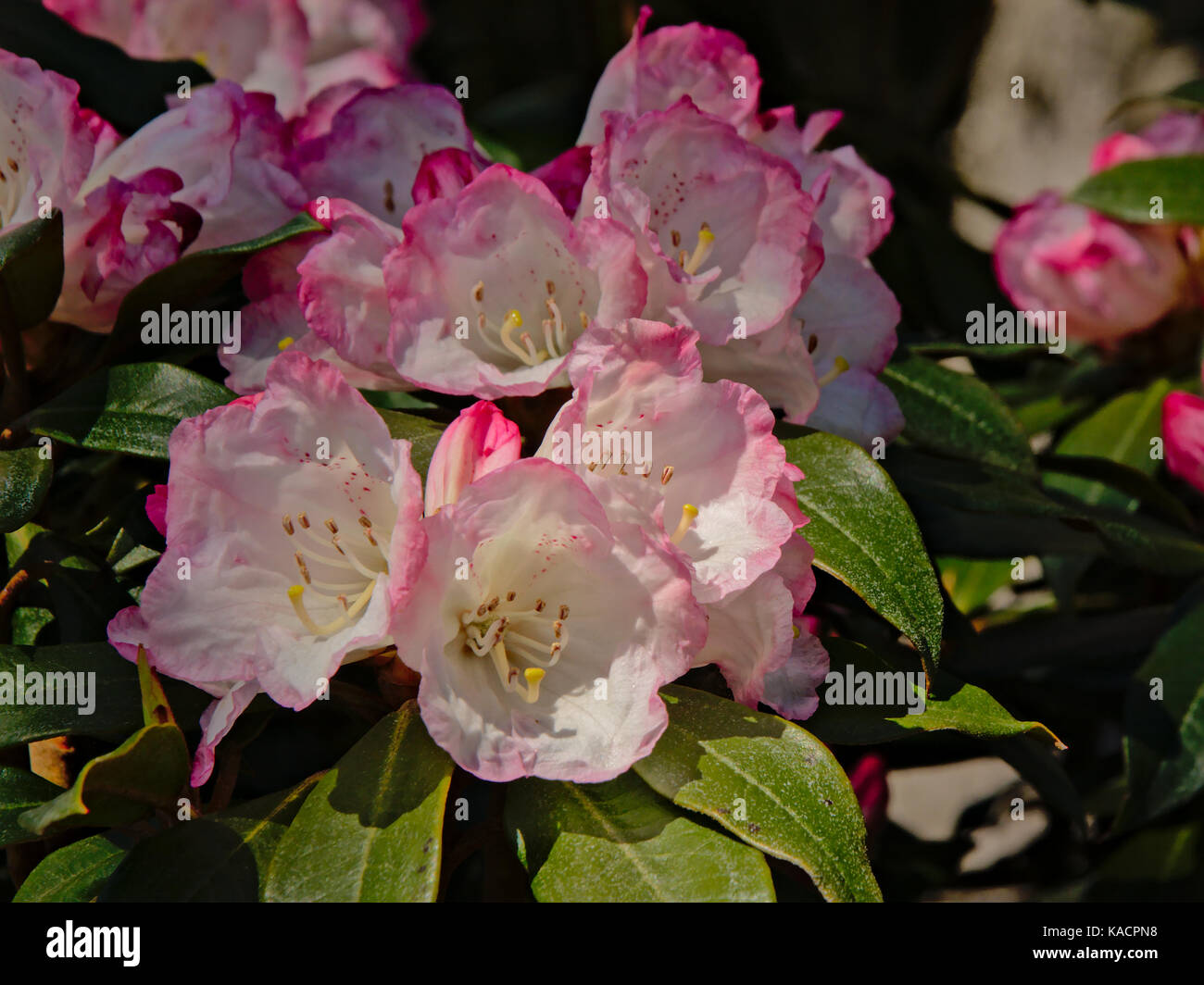Rhododendron rhododendron kesangiae hi-res stock photography and images ...