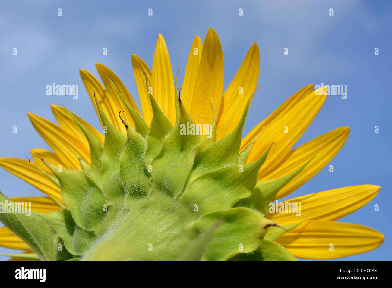 Russian giant sunflower hi-res stock photography and images - Alamy