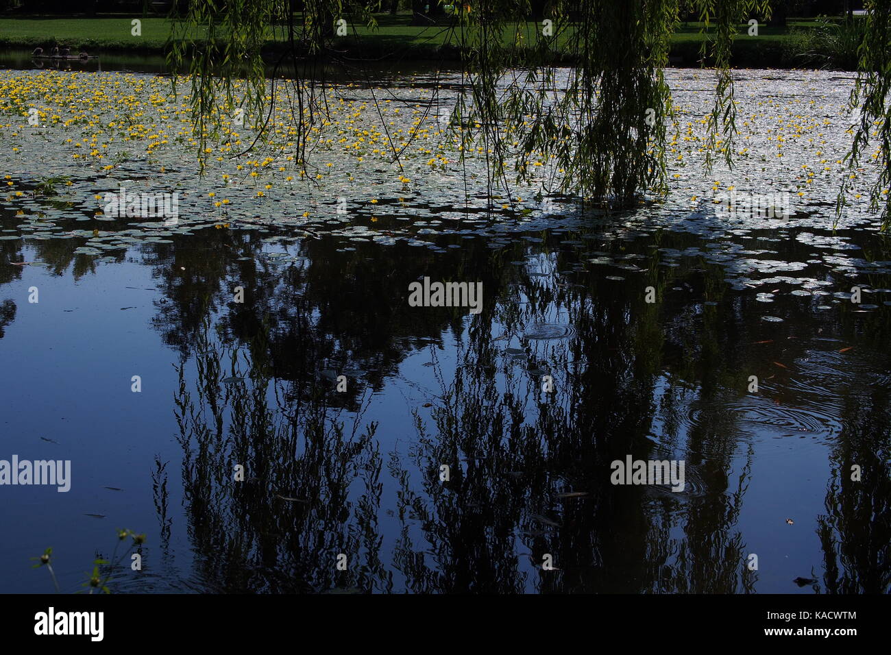 Reflections in a lily strewn pond at Brown's Inlet, Ottawa, Ontario ...