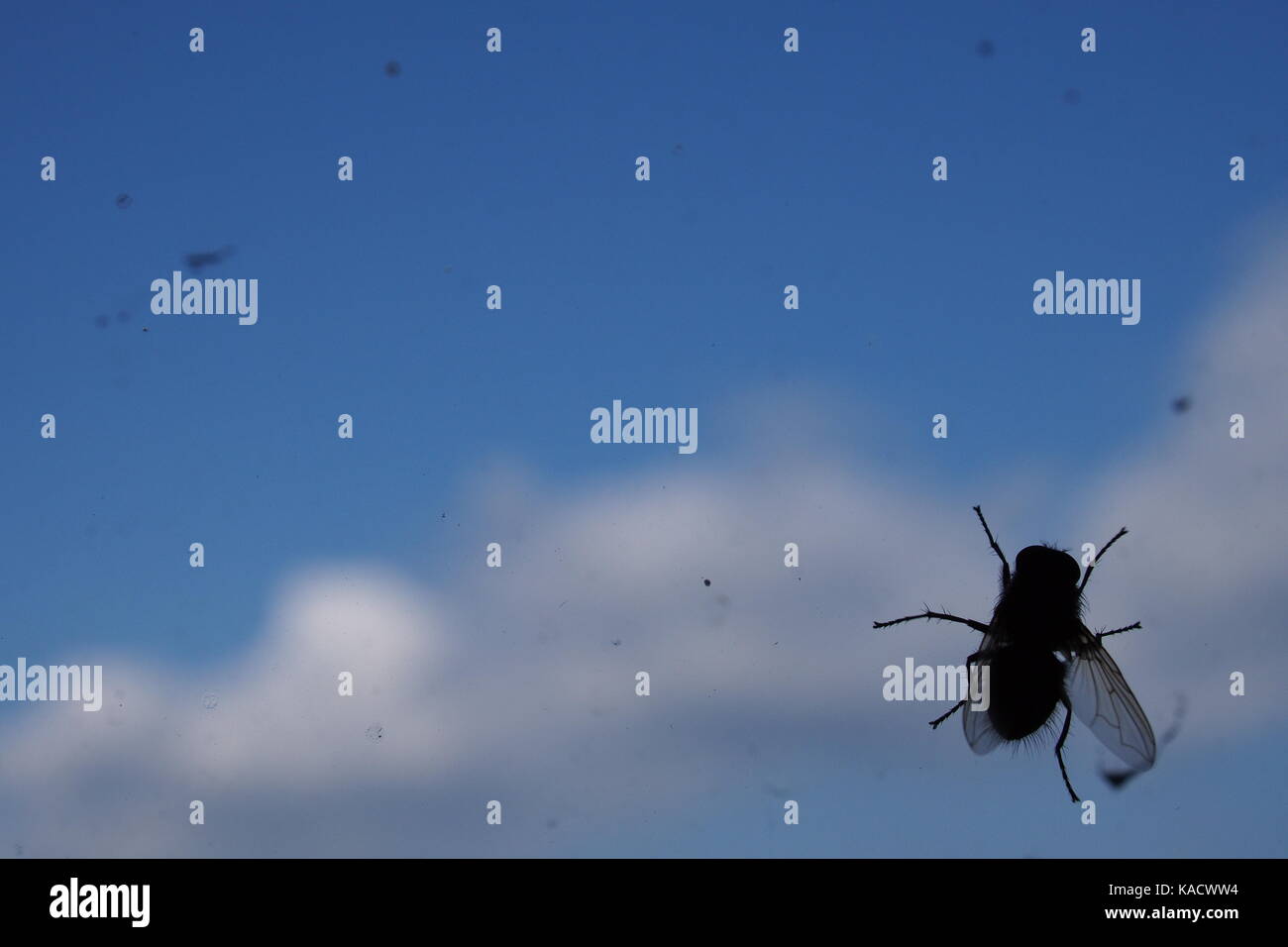 Housefly crawling up a window pane with clouds and blue sky in the ...