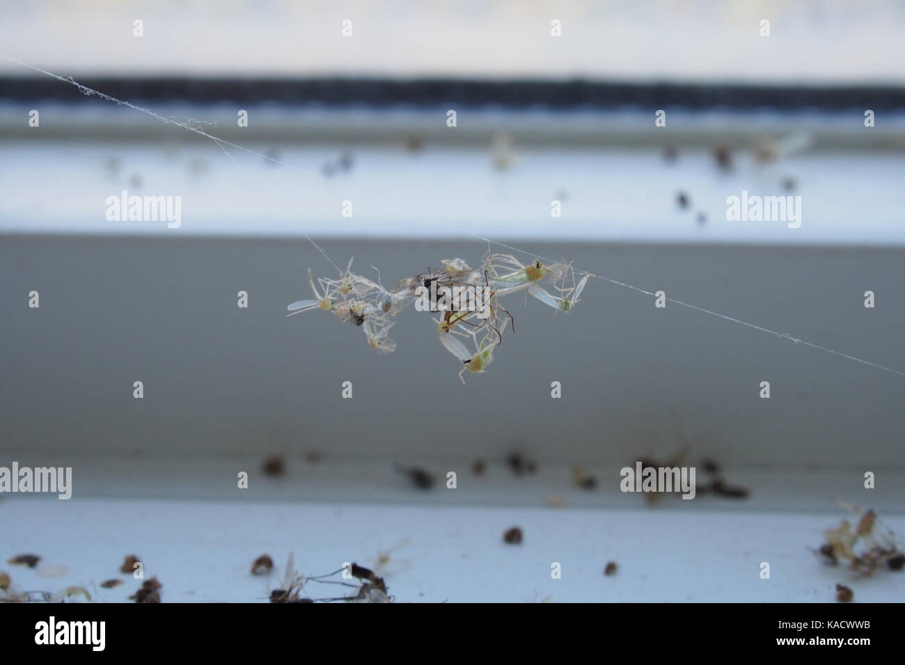 Large collection of midges caught in a spider's web on a window sill ...