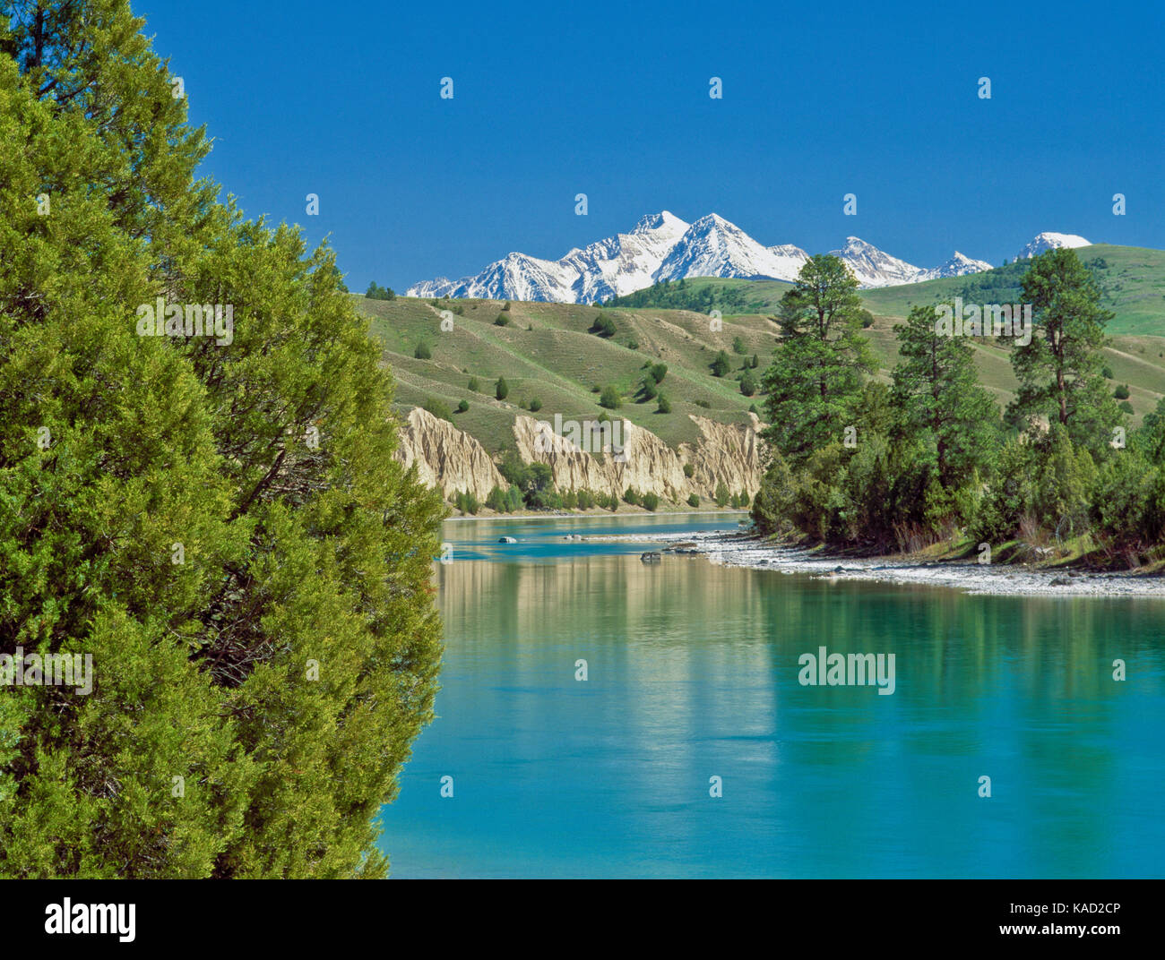 Indian flathead hi-res stock photography and images - Alamy