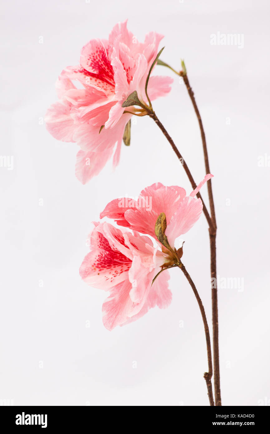 pink azalea on white background Stock Photo - Alamy