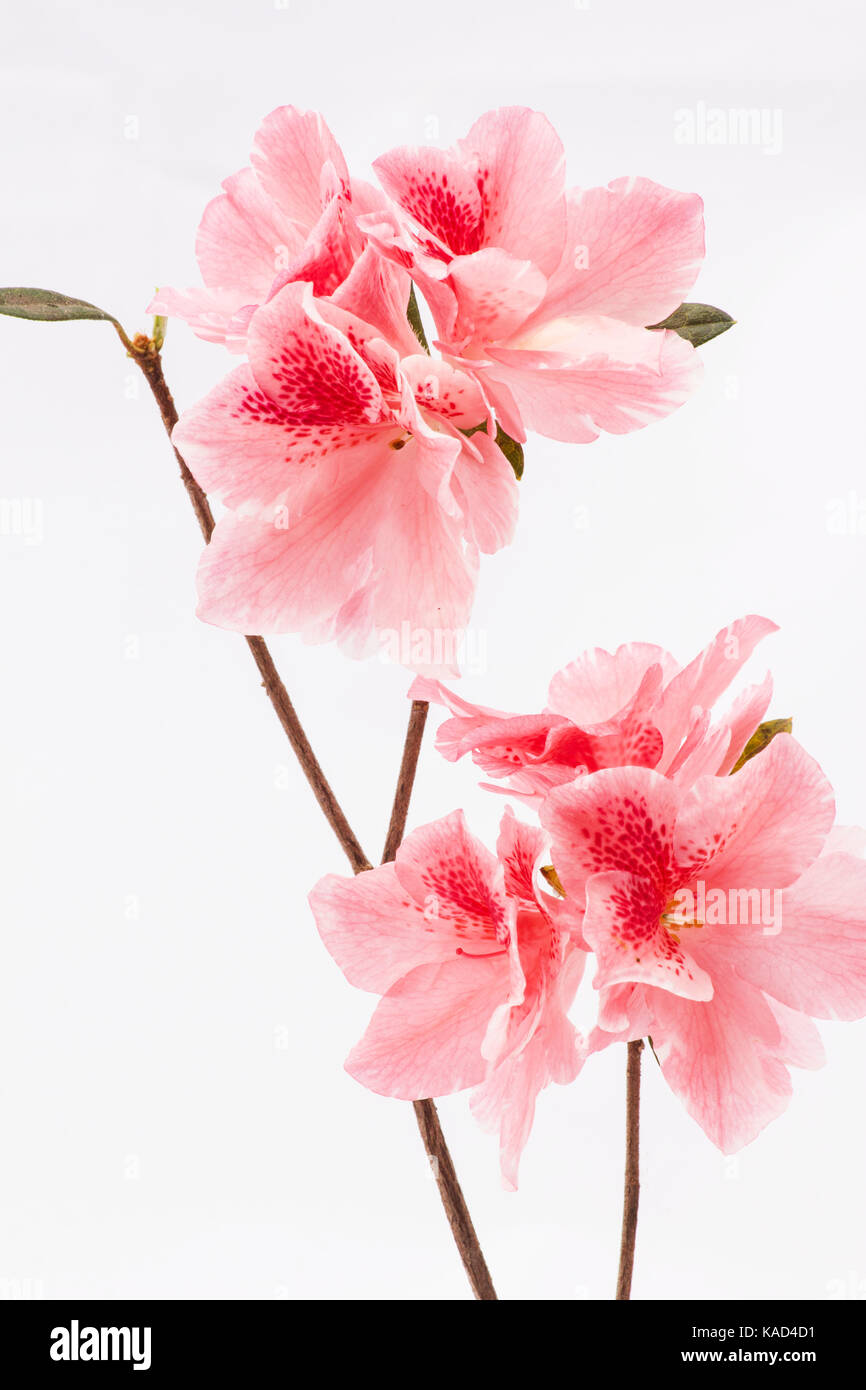 pink azalea on white background Stock Photo - Alamy