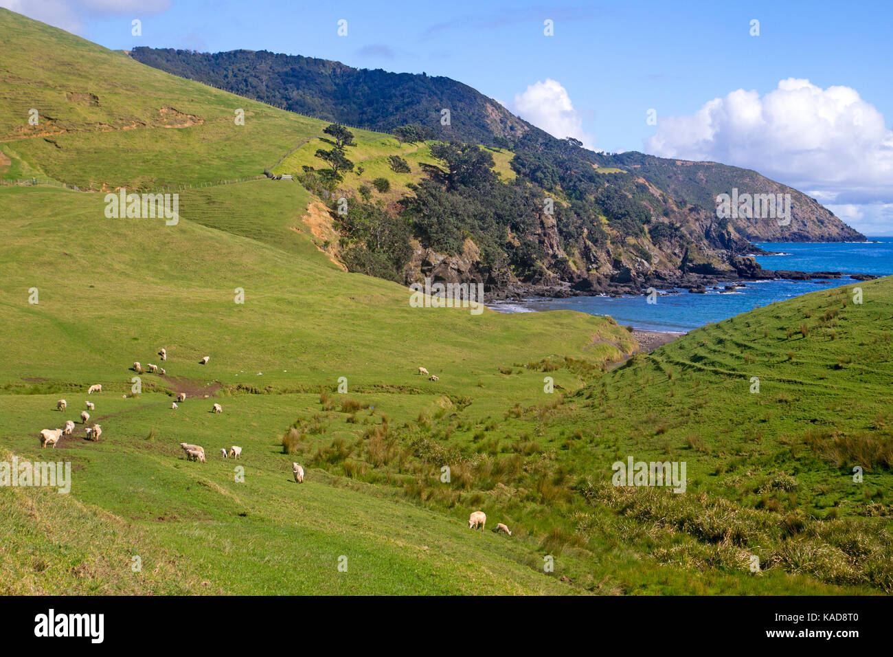 Fletcher bay new zealand hi-res stock photography and images - Alamy