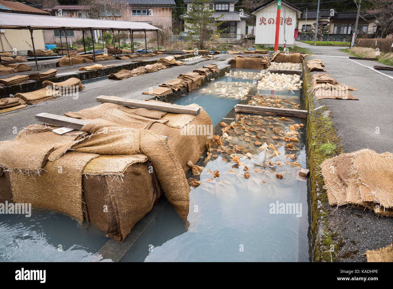 Rice Sprouting, Yutagawa Onsen, Tsuruoka City, Yamagata Prefecture ...