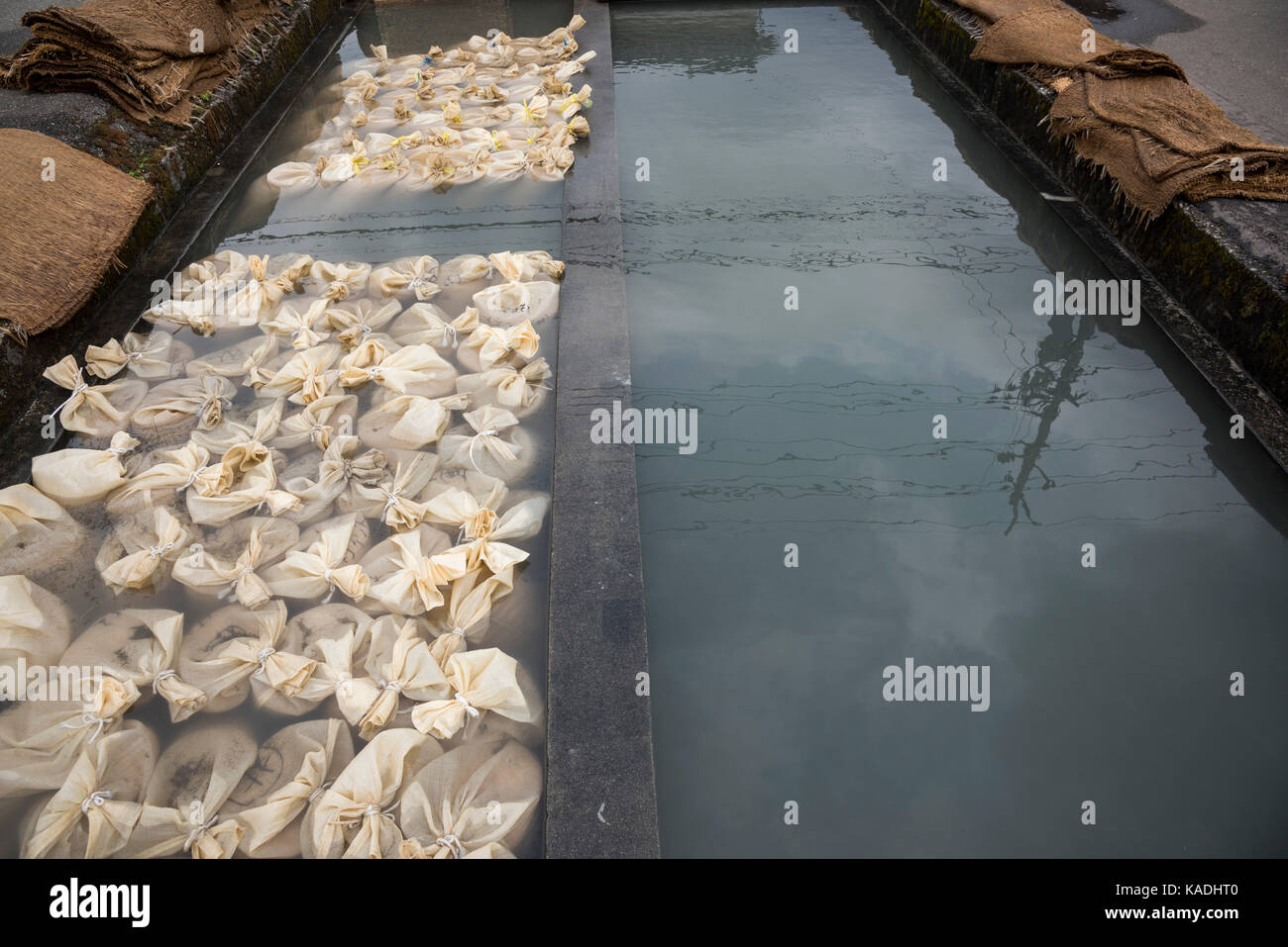 Rice Sprouting, Yutagawa Onsen, Tsuruoka City, Yamagata Prefecture ...