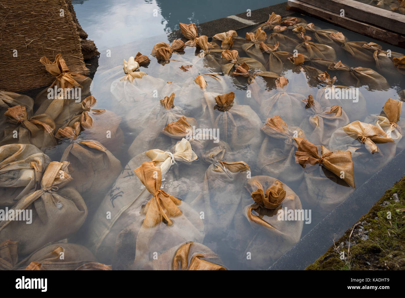 Rice Sprouting, Yutagawa Onsen, Tsuruoka City, Yamagata Prefecture ...