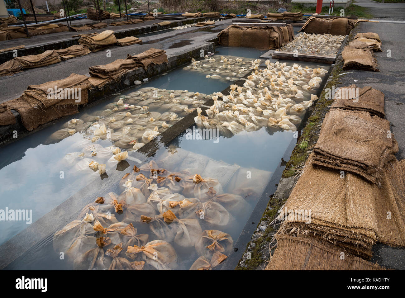 Rice Sprouting, Yutagawa Onsen, Tsuruoka City, Yamagata Prefecture ...