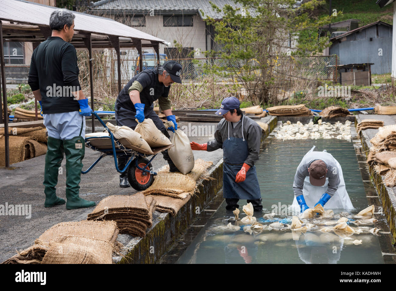 Rice Sprouting, Yutagawa Onsen, Tsuruoka City, Yamagata Prefecture ...