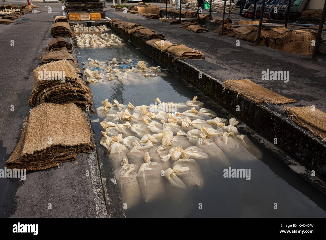 Rice Sprouting, Yutagawa Onsen, Tsuruoka City, Yamagata Prefecture ...