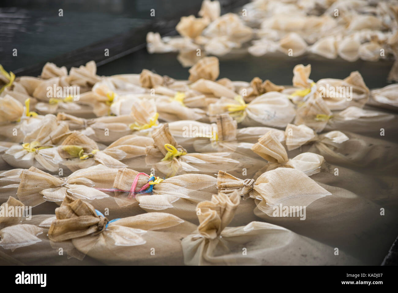 Rice Sprouting, Yutagawa Onsen, Tsuruoka City, Yamagata Prefecture ...