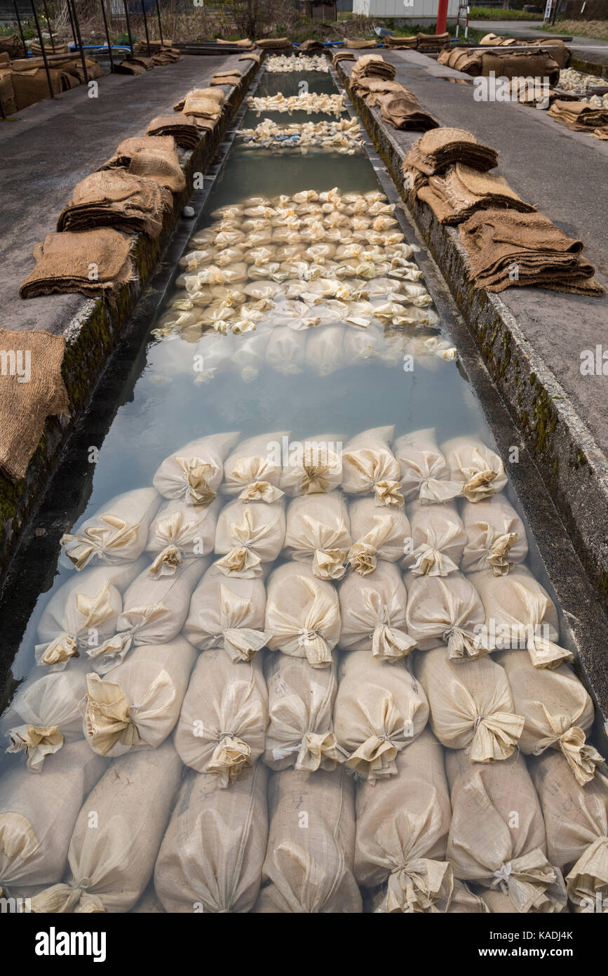 Rice Sprouting, Yutagawa Onsen, Tsuruoka City, Yamagata Prefecture ...