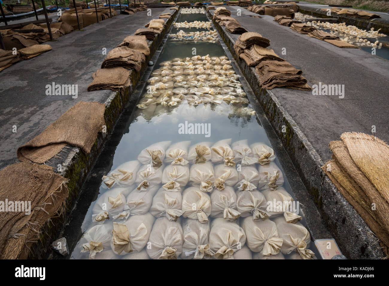 Rice Sprouting, Yutagawa Onsen, Tsuruoka City, Yamagata Prefecture ...