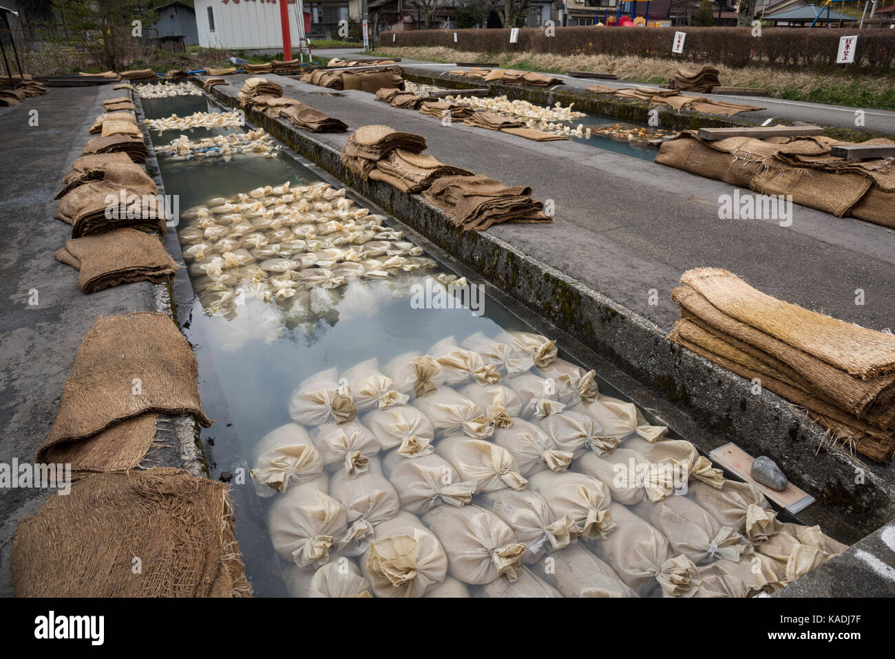 Rice sprouting hi-res stock photography and images - Alamy