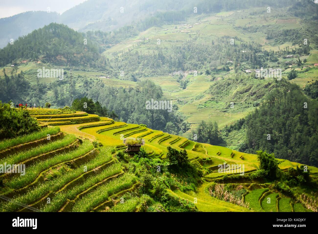 Rice fields on terraced in rainny season at Mu Cang Chai, Yen Bai ...