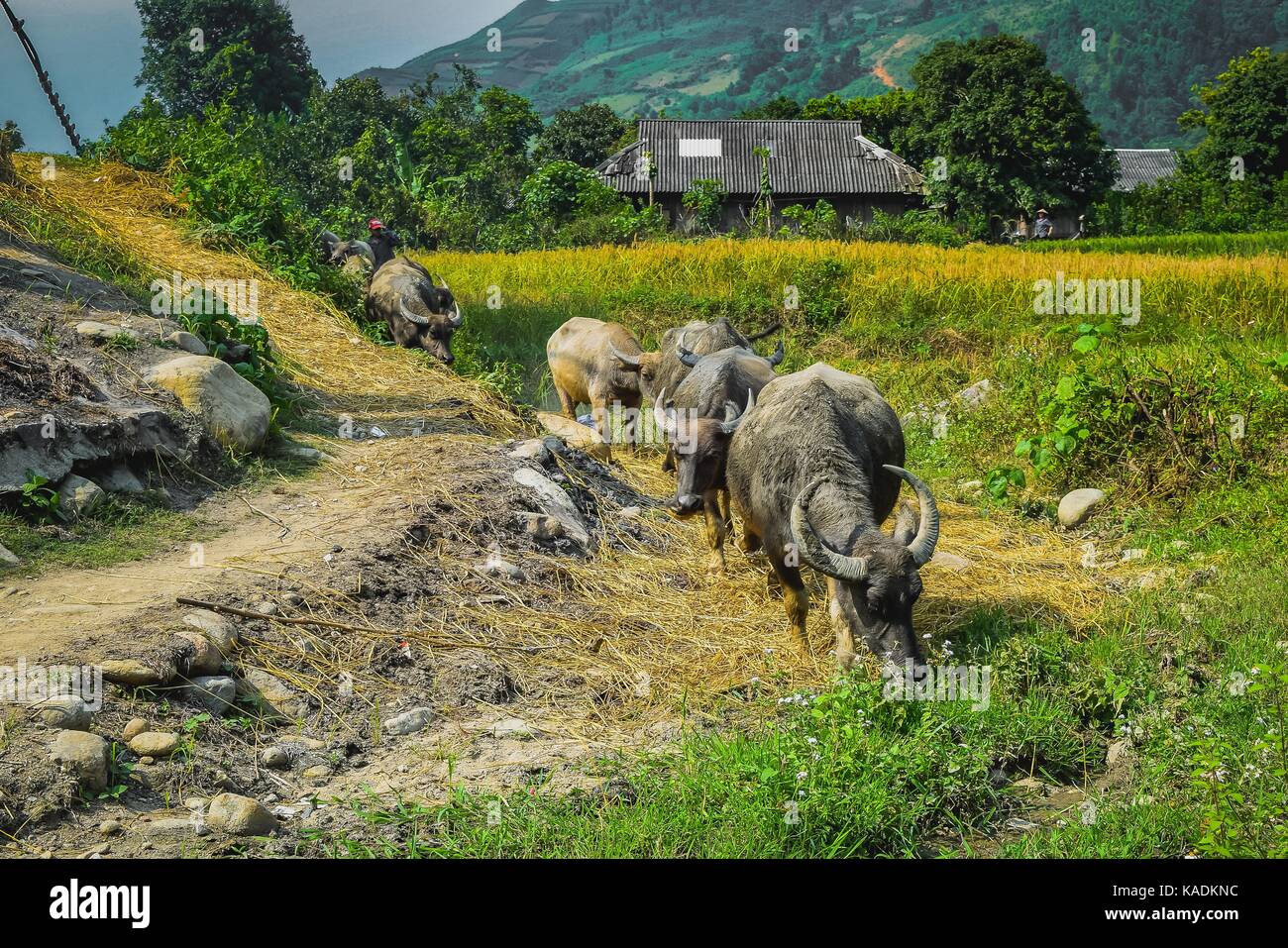 Water buffalo in rice field Buffalo eat grass on rice field Stock Photo ...