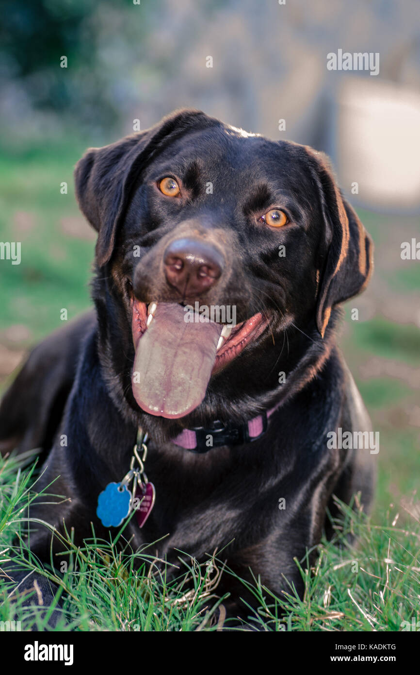 Lab dog hi-res stock photography and images - Alamy