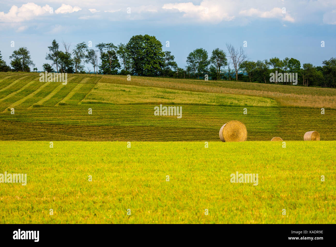 Hay field that has been cut with a right angle pattern Stock Photo - Alamy