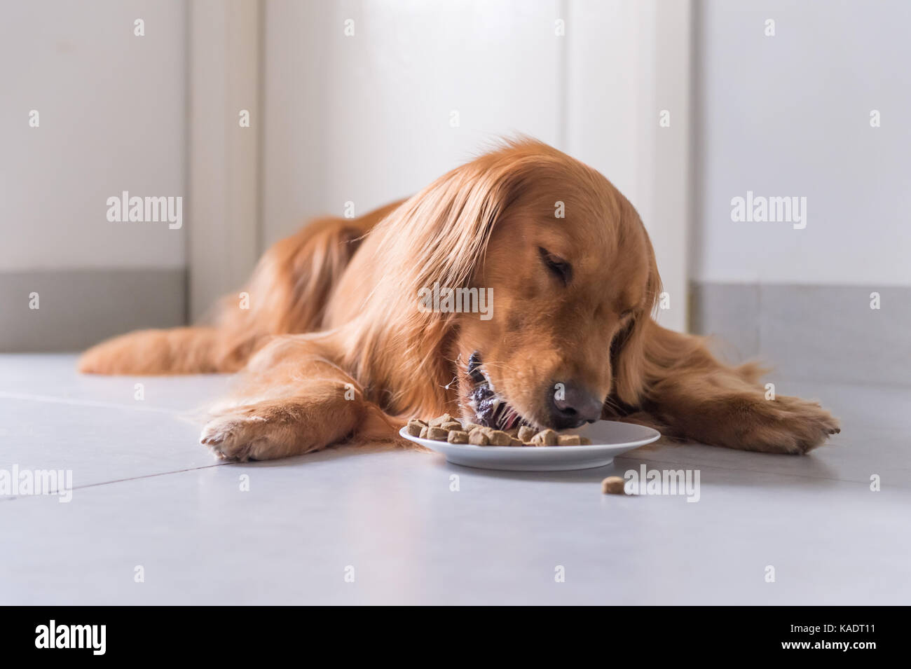 Golden Retriever, lay on the floor to eat dog food Stock Photo - Alamy