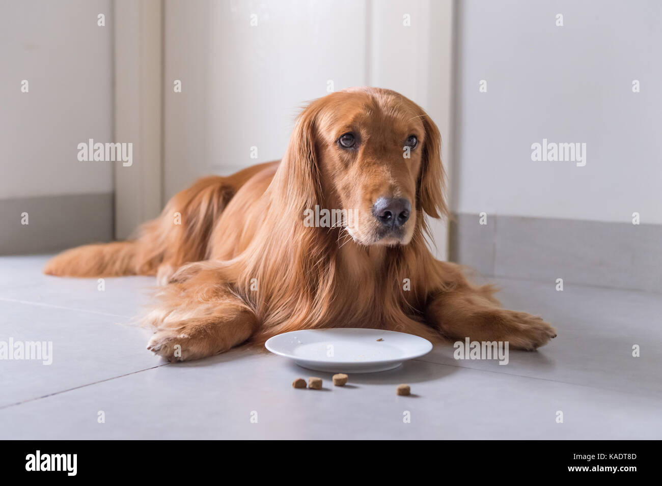 Golden Retriever, lay on the floor to eat dog food Stock Photo - Alamy