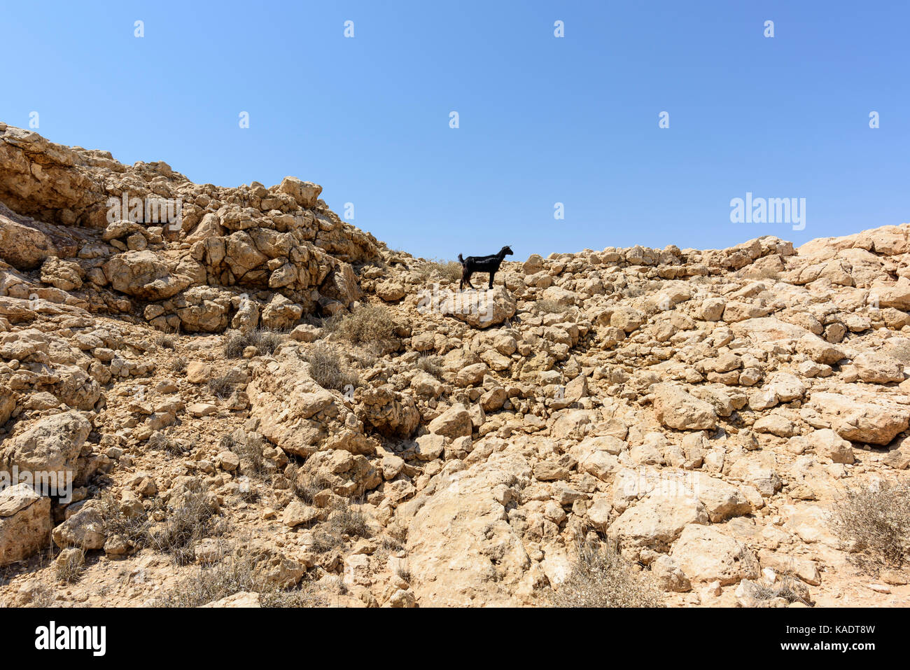 Single black sheep in the mountain, Ras Al jinz, Sultanate of Oman ...