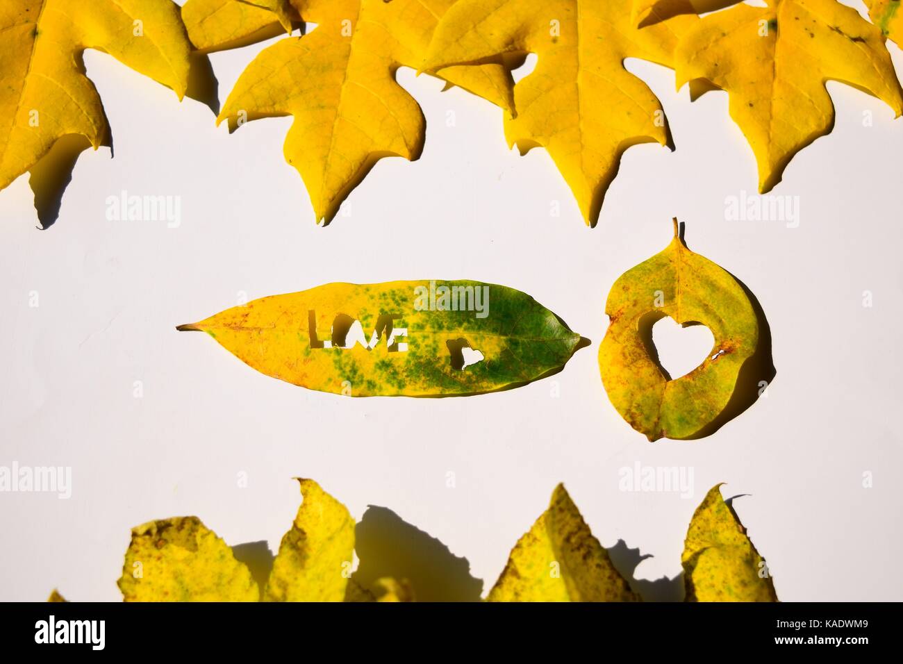red maple leaf with heart background Stock Photo - Alamy