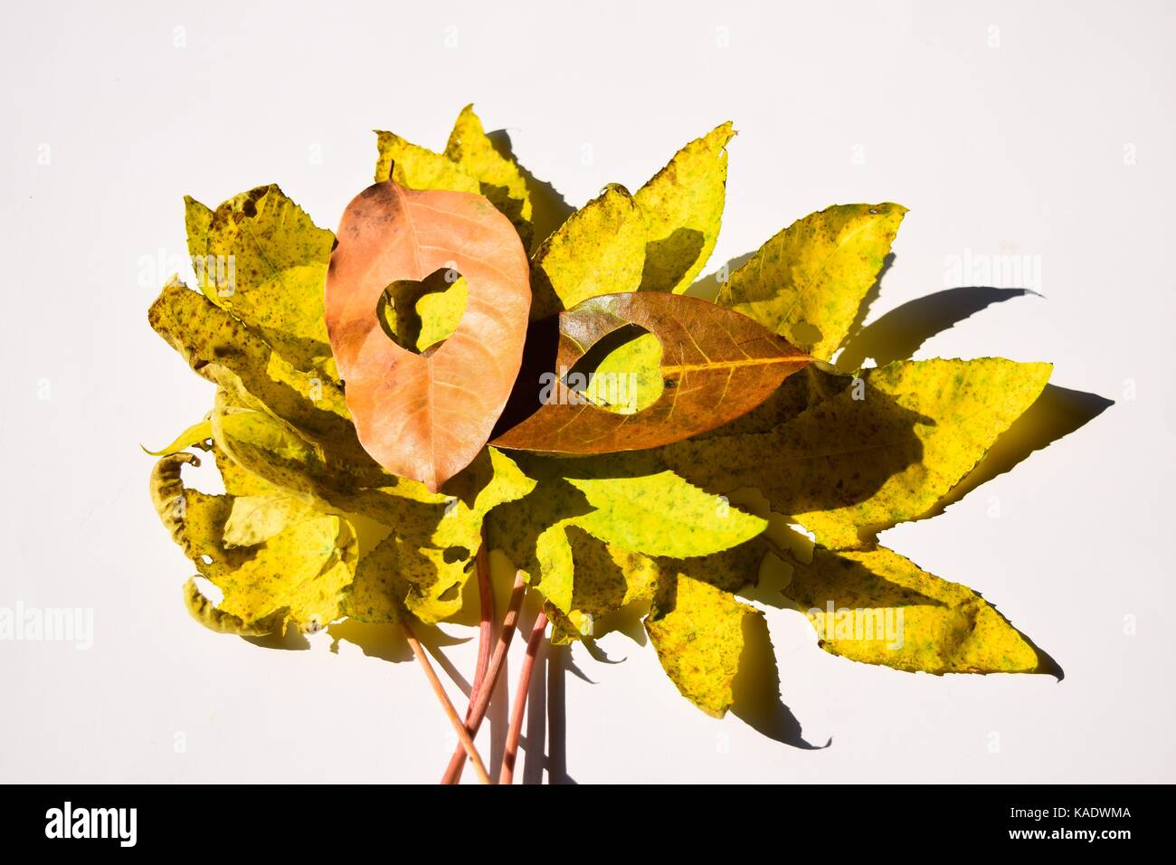red maple leaf with heart background Stock Photo - Alamy