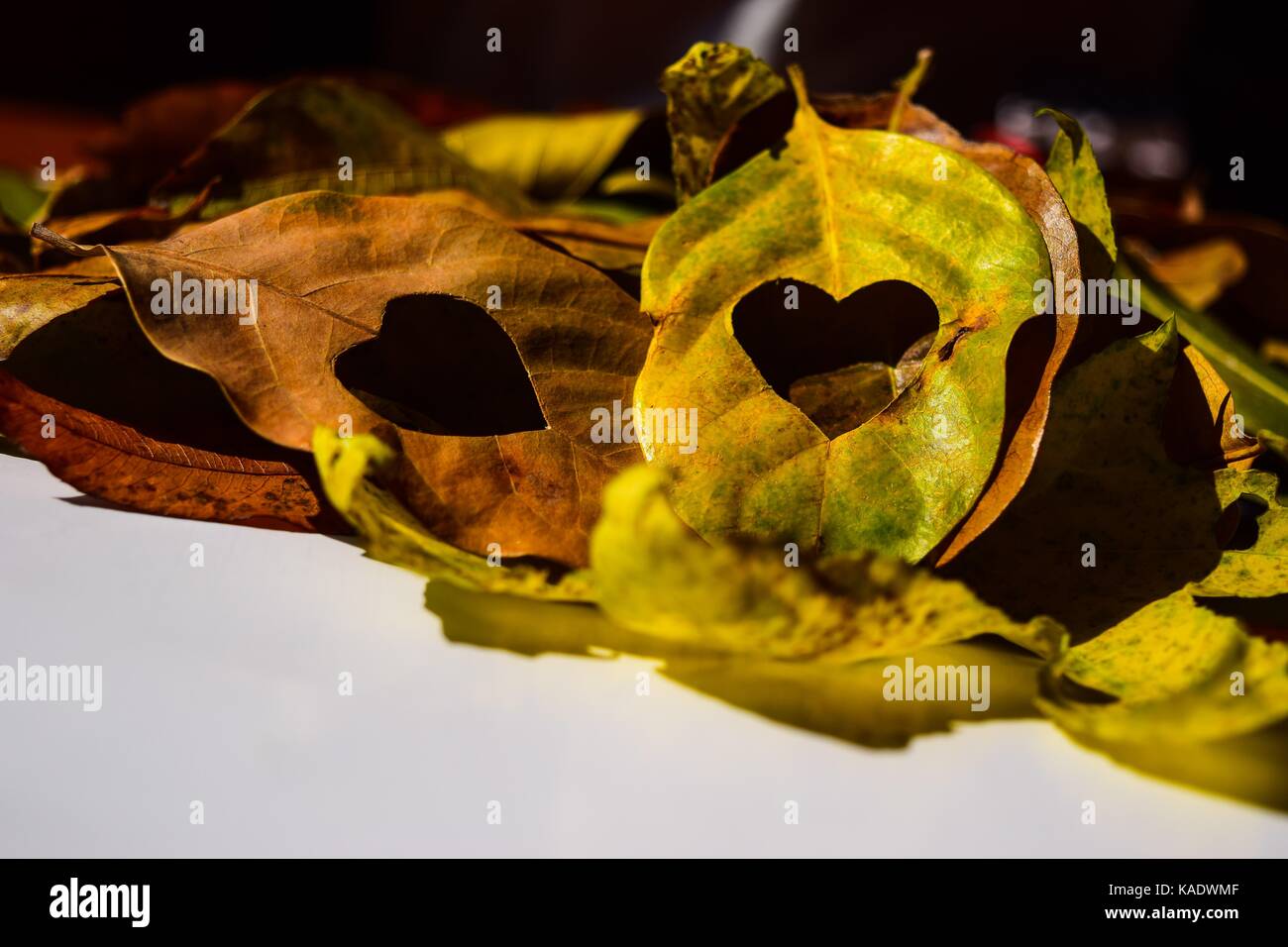 red maple leaf with heart background Stock Photo - Alamy