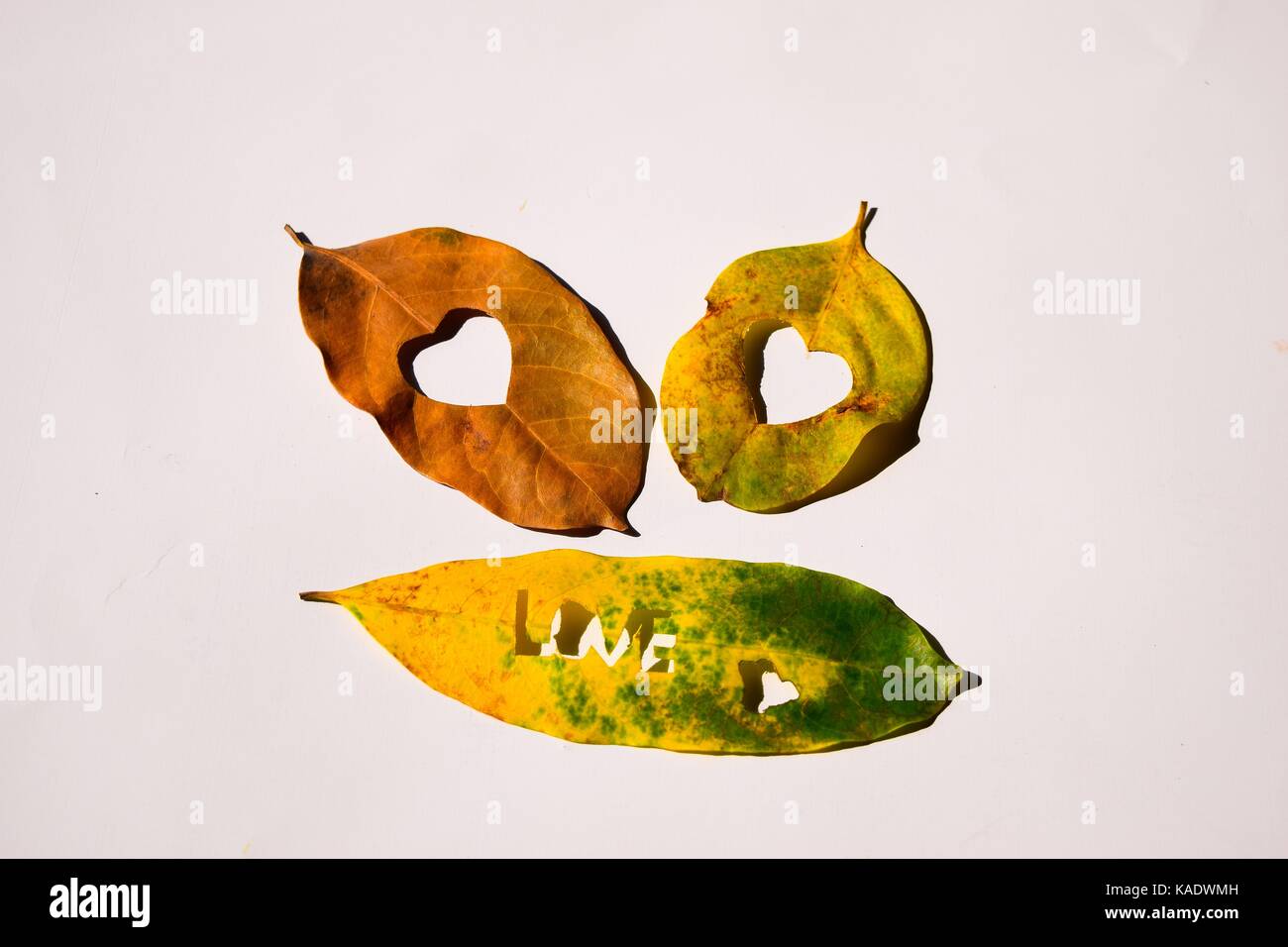 red maple leaf with heart background Stock Photo - Alamy