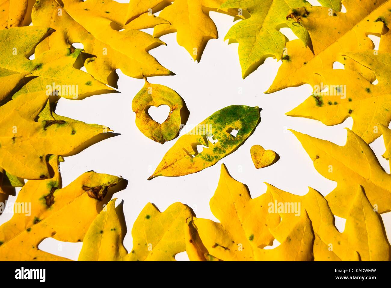 red maple leaf with heart background Stock Photo - Alamy