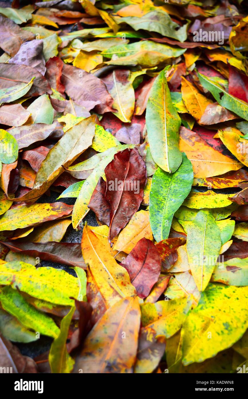 stages covered with autumn foliage Stock Photo - Alamy