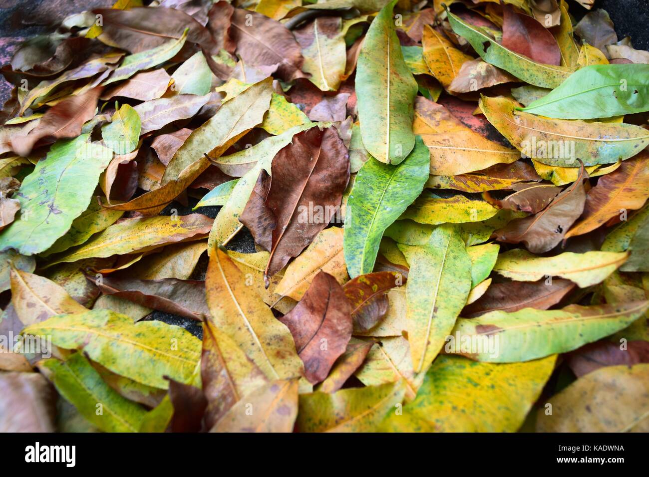 stages covered with autumn foliage Stock Photo - Alamy