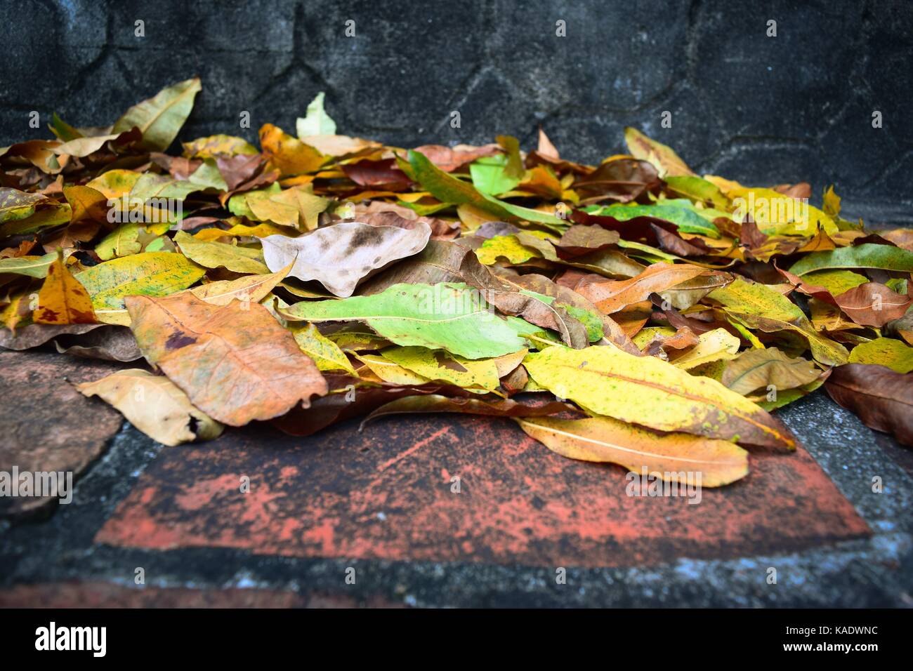 Old brick steps with autumn leaves Stock Photo - Alamy